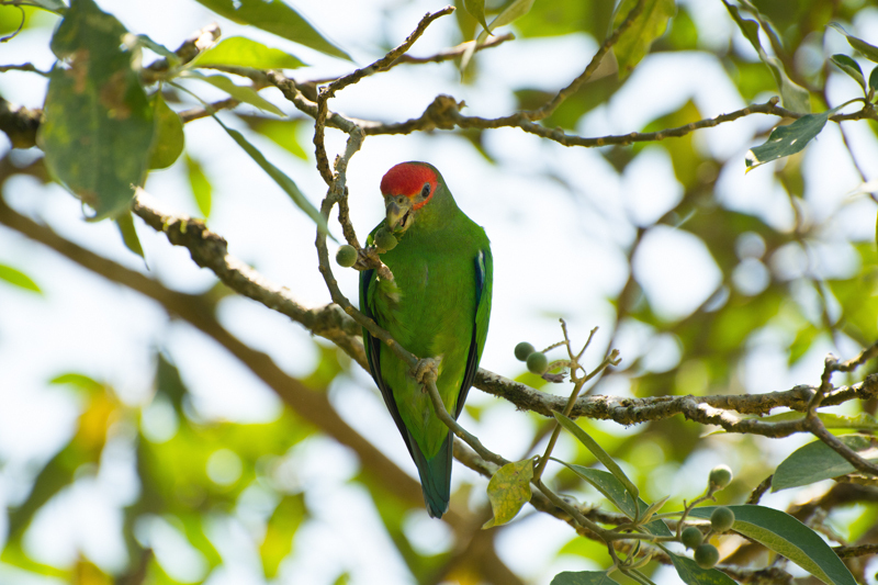 Pileated Parrot from Ribeirão Grande - SP, 18315-000, Brasil on ...