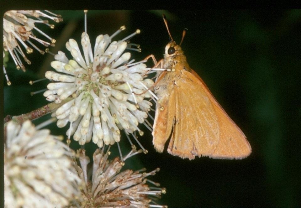 Rare Skipper from Church Hill, MD, US on July 23, 1993 at 12:14 PM by ...