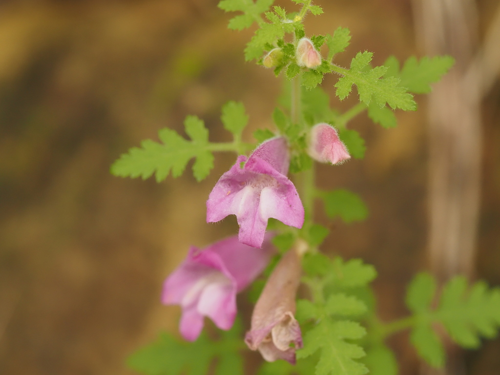 Phtheirospermum japonicum from 中国北京市海淀区 on September 18, 2021 at 03:06 ...