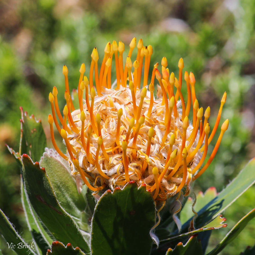 tree pincushion from Kleinmond, 7195, South Africa on November 27, 2023 ...
