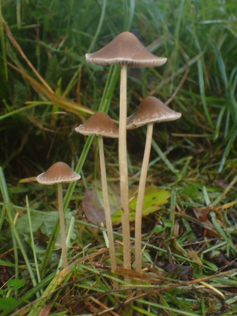 red edge brittlestem from Oak Harbor, WA 98277, USA on October 5, 2023 ...