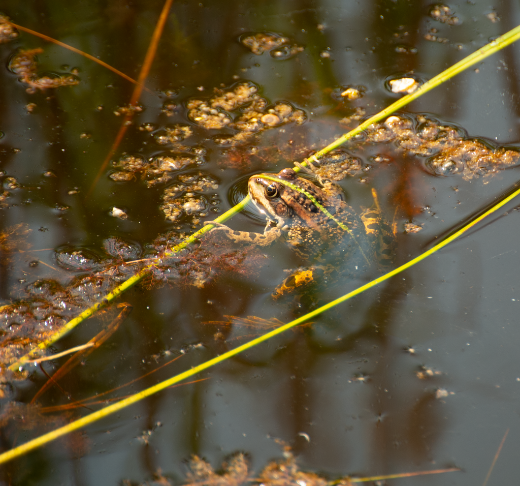 Marsh Frog from 89340 Leipheim, Deutschland on June 8, 2023 at 11:32 AM ...