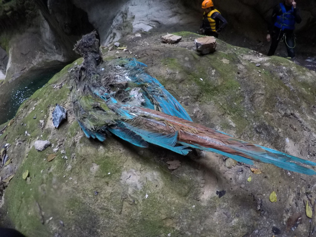 Military Macaw in March 2020 by Suhei Castro · iNaturalist