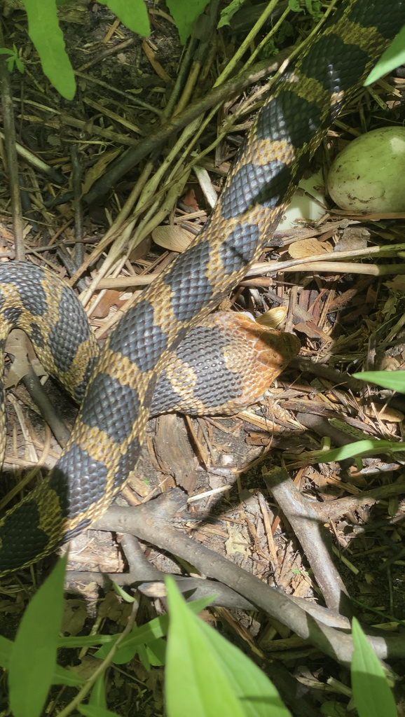 Eastern Foxsnake in June 2020 by stevethesnakeguy. Adult female fox ...