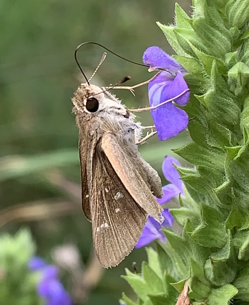Eufala Skipper from FM-359, Brookshire, TX, US on December 1, 2023 at 11:16 AM by mwtracker ...
