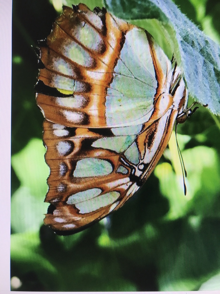 Brush-footed Butterflies from Stoll Mountain Rd, Lake George, CO, US on ...