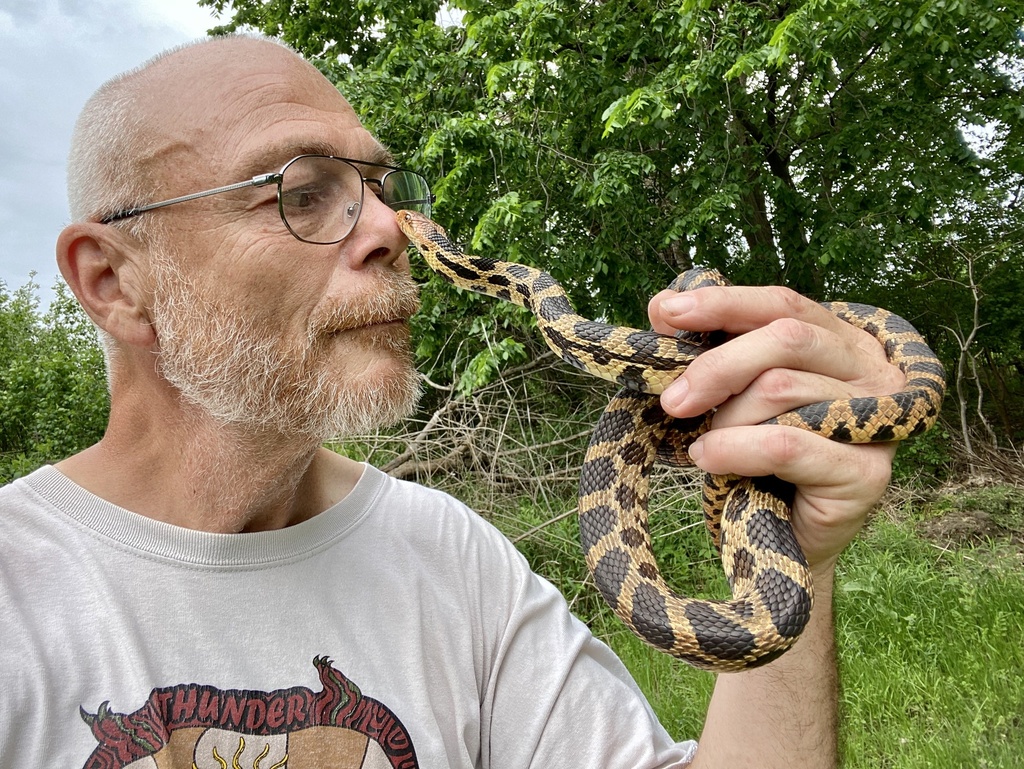 Eastern Foxsnake in May 2020 by stevethesnakeguy. Just to showcase the ...
