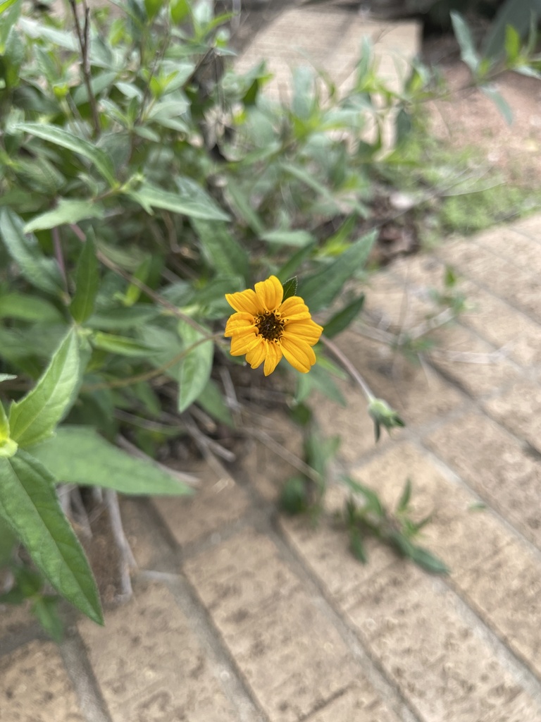 Texas creeping-oxeye from Texas State University, San Marcos, TX, US on ...