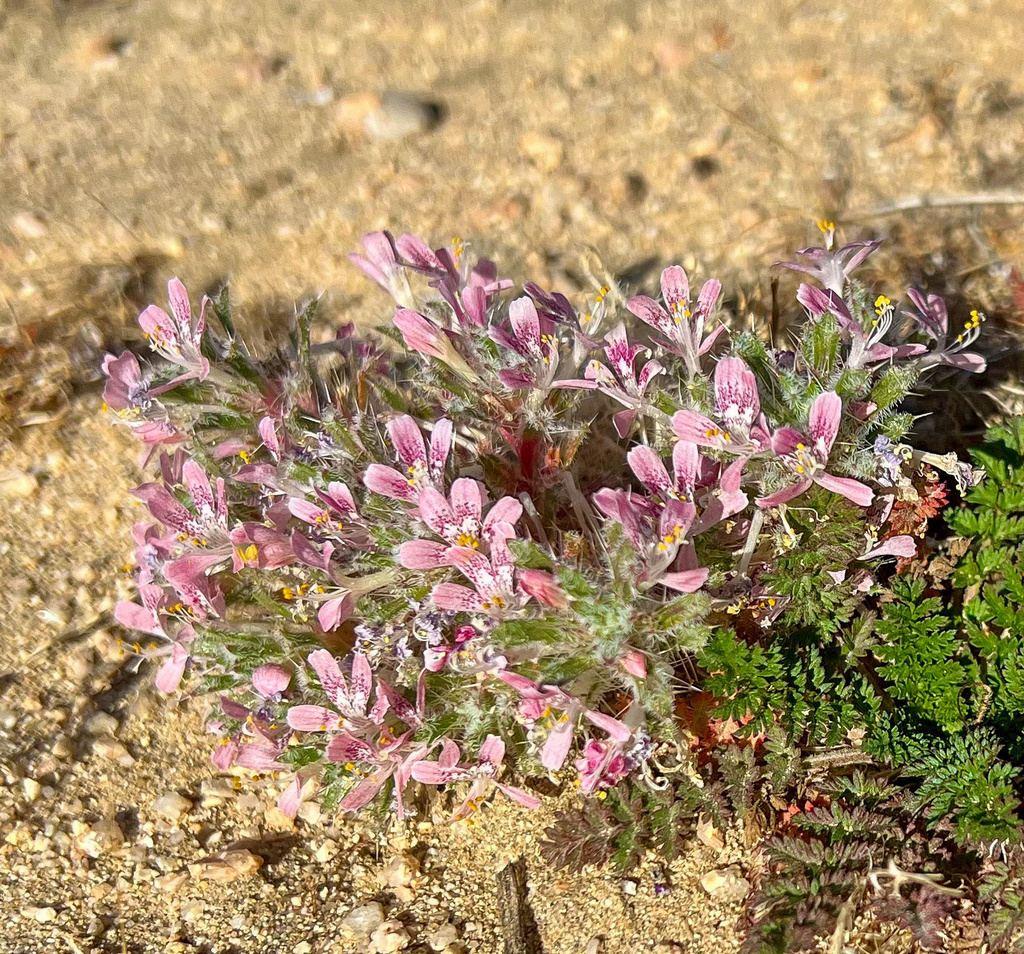 desert calico from Rosamond, CA, US on December 1, 2023 at 09:59 AM by ...