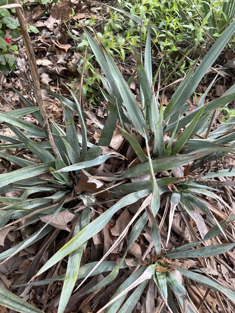 Twisted-leaf Yucca from Texas State University, San Marcos, TX, US on ...