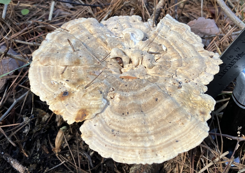 Microporellus dealbatus from Pittsville, MD, USA on September 15, 2023 ...