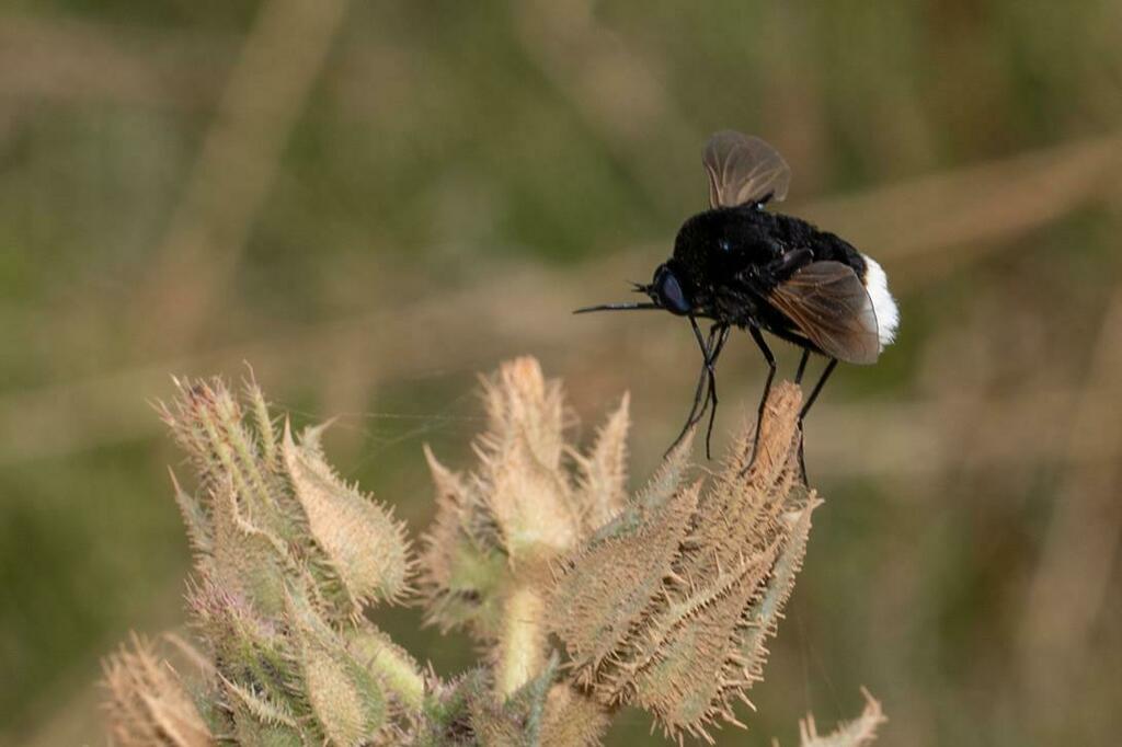 White-tailed Bee Fly from Overberg District Municipality, South Africa ...