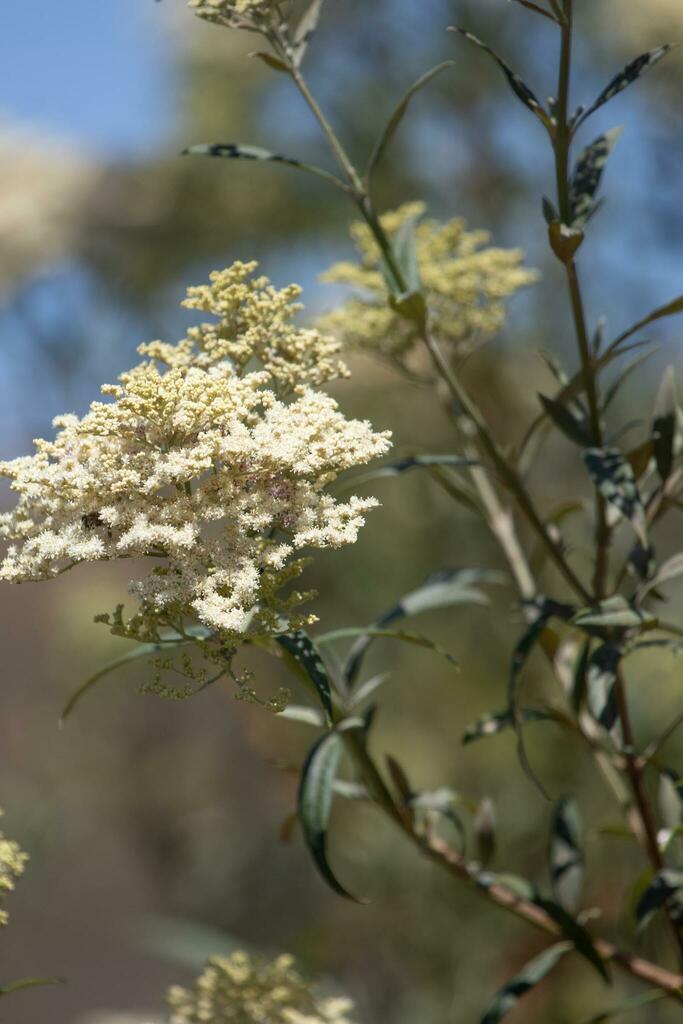 False Olive from Overberg District Municipality, South Africa on ...