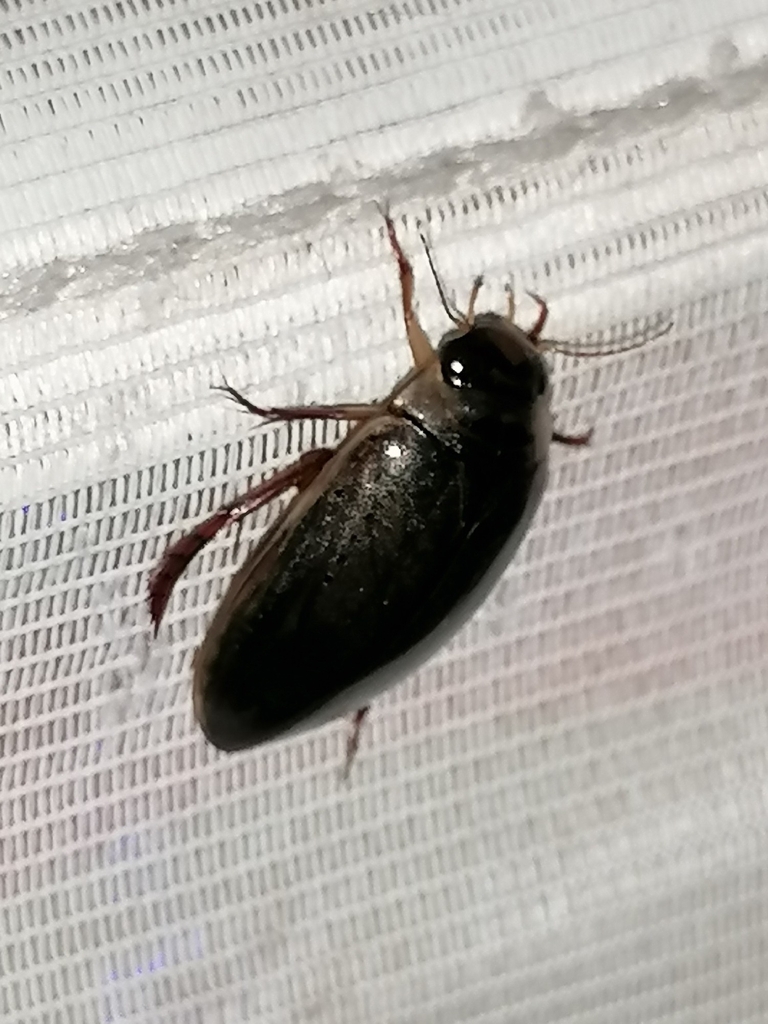 Rhantus from Hessequa Local Municipality, South Africa on November 11 ...