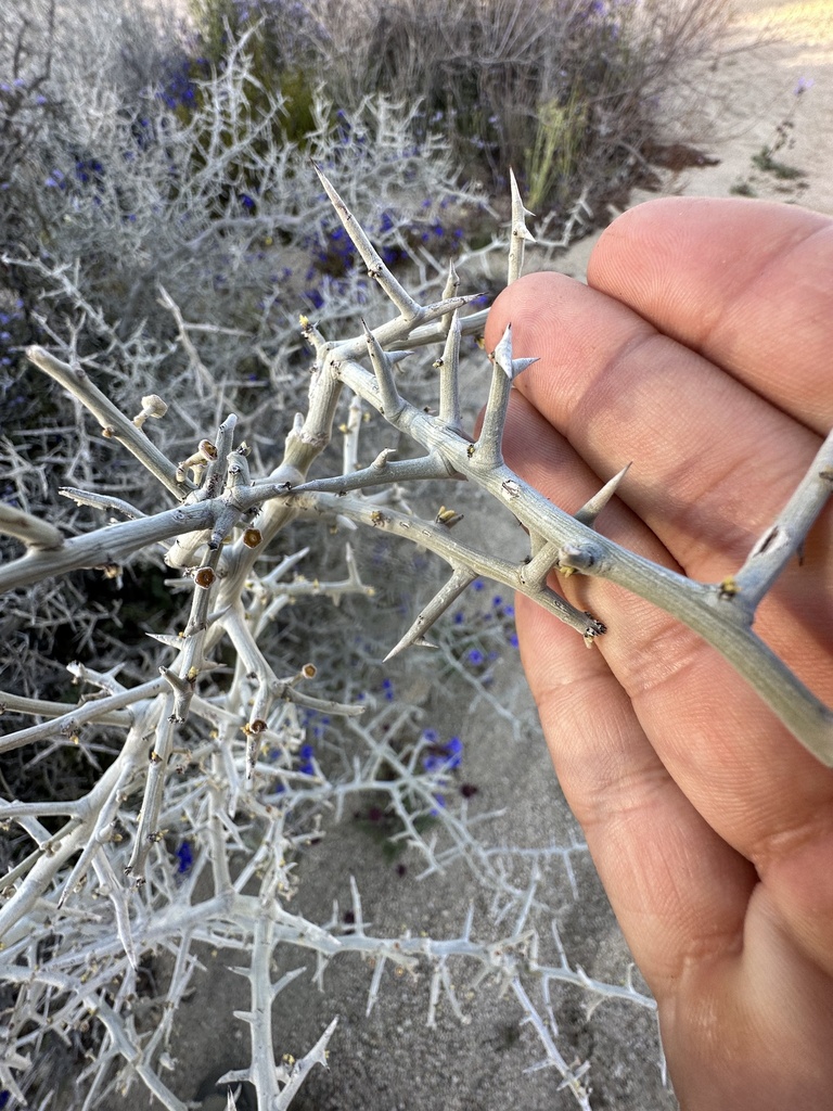 lotebush from Joshua Tree National Park, Indio, CA, US on April 1, 2023 ...