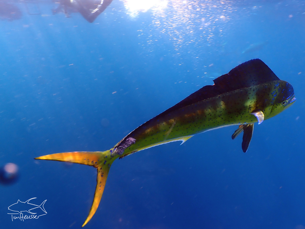 Common Dolphinfish on November 26, 2023 at 12:43 PM by tim h · iNaturalist