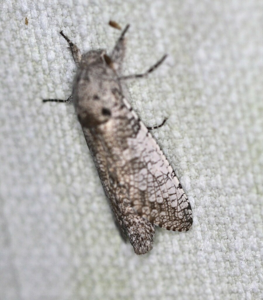 Skeletophyllon tempestua from Mount Mellum QLD 4550, Australia on December 2, 2023 at 04:53 AM ...