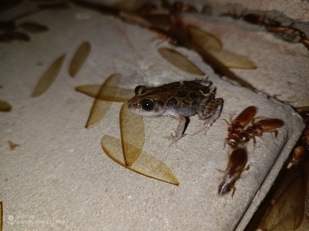 Senegal Running Frog from G76M+J45, Katima Mulilo, Namibia on December ...