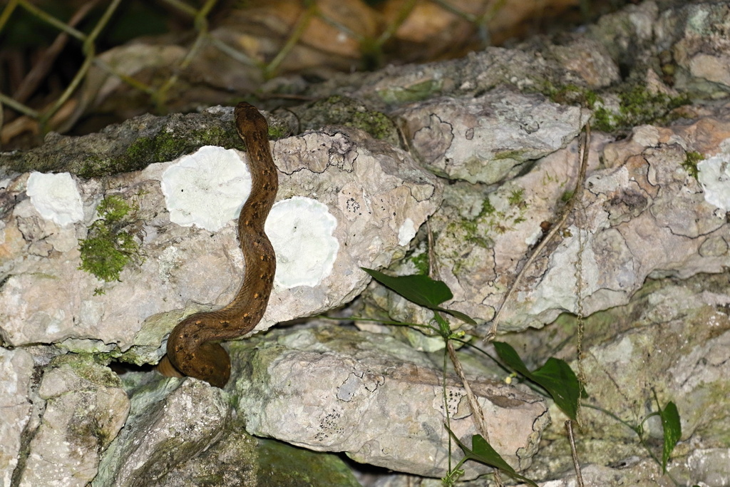Cuban Dwarf Boa from Candelaria, Kuba on November 12, 2019 at 02:01 AM ...