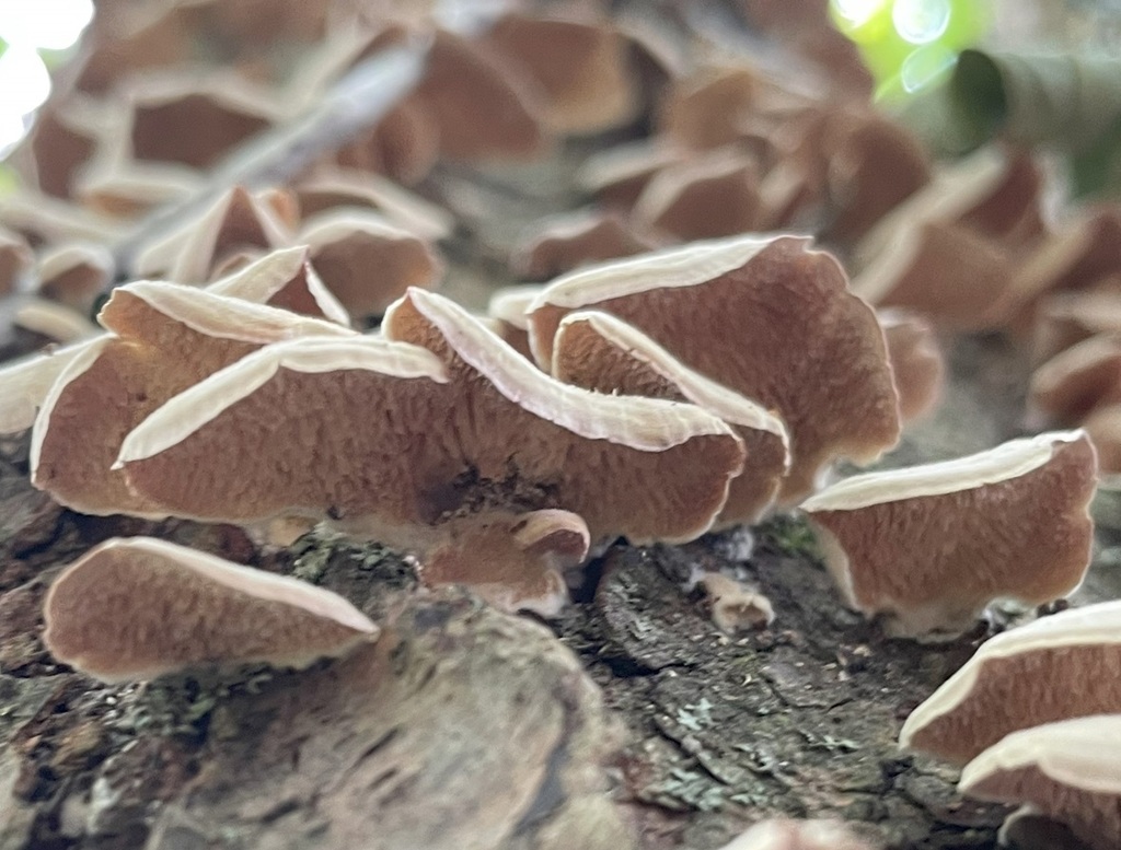 violet-toothed polypore from Oswego County, NY, USA on September 26 ...