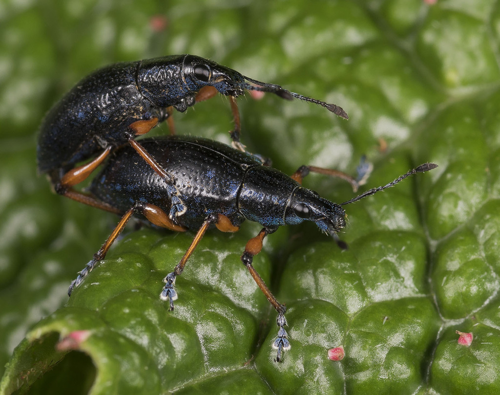 Broad-nosed Weevils from Vara Blanca, Heredia Province, Costa Rica on ...