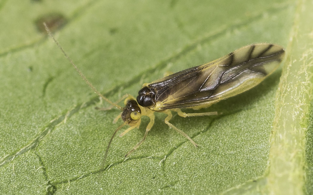 Lizard Barklice from Vara Blanca, Heredia Province, Costa Rica on ...