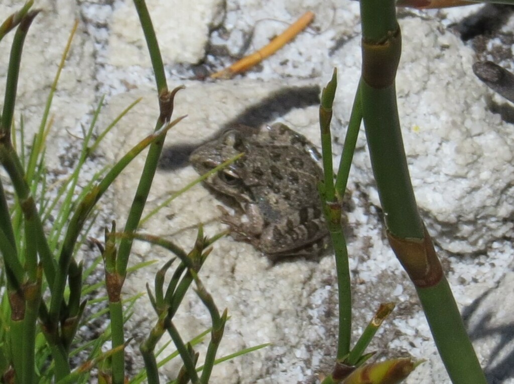 Clicking Stream Frog from City of Cape Town, Western Cape, South Africa ...