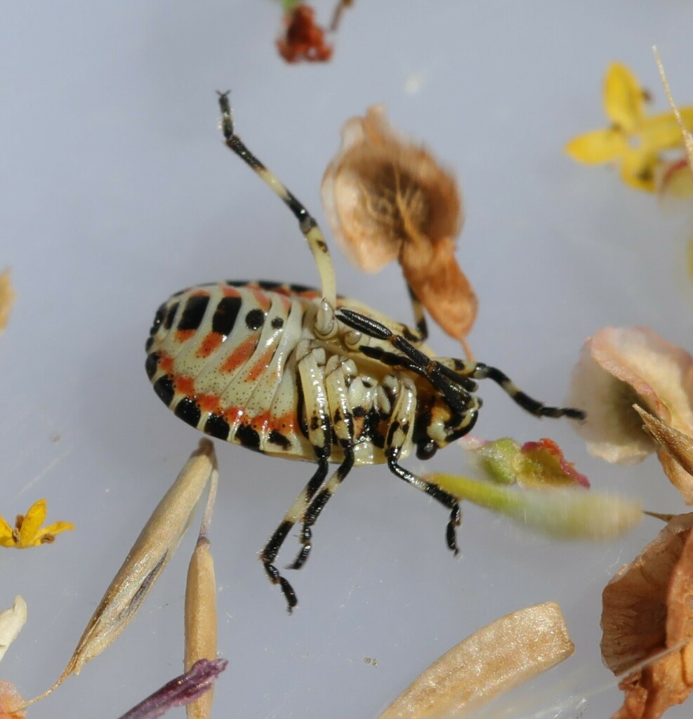 Cabbage Bug from Mörbylånga, Zweden on July 10, 2022 at 11:09 AM by ...
