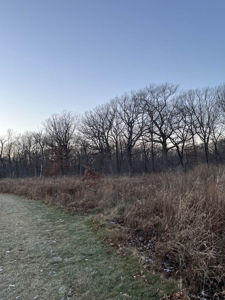 White-tailed Deer from Leonard Wood N, Highland Park, IL, US on ...