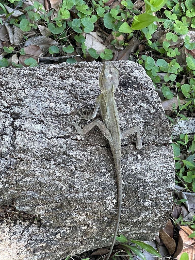 Southern Angle-Headed Dragon from Bongil Bongil National Park, Repton ...