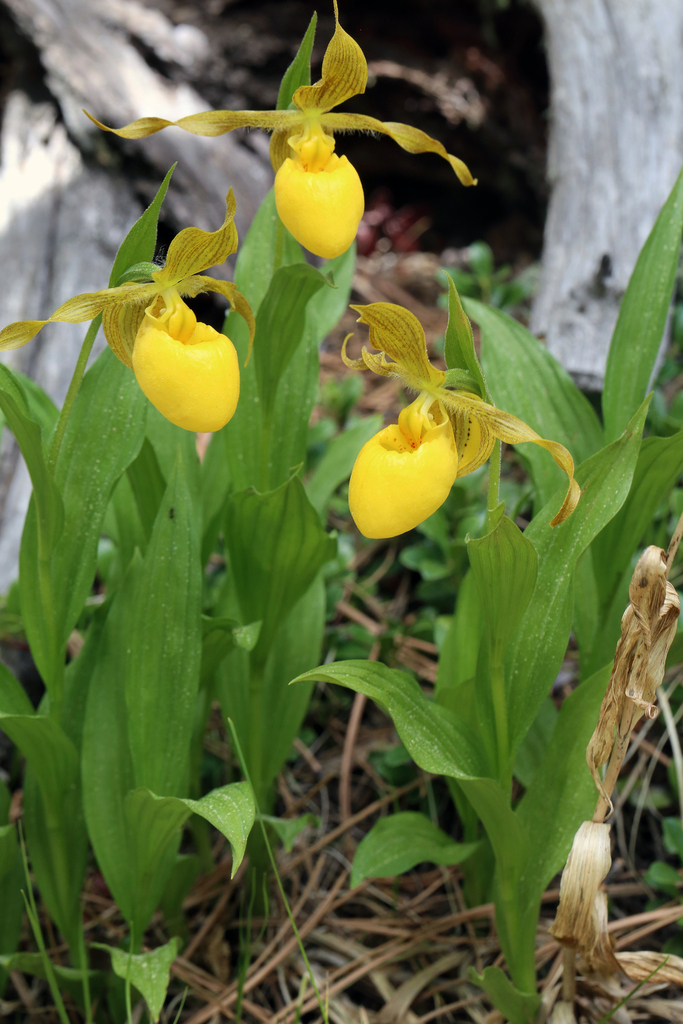 yellow lady's slipper in June 2022 by Ernie Marx · iNaturalist