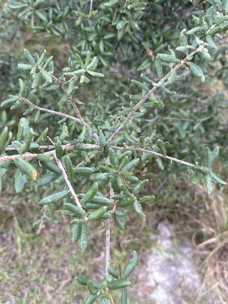 sand live oak from Orlando, FL, US on December 1, 2023 at 03:58 PM by ...