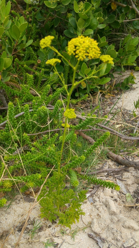 Apioideae from Kleinmond, 7195, South Africa on November 25, 2023 at 09 ...