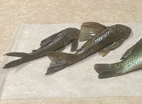 Typical Plecos from River at Sewell Park on September 1, 2022 at 03:06 ...