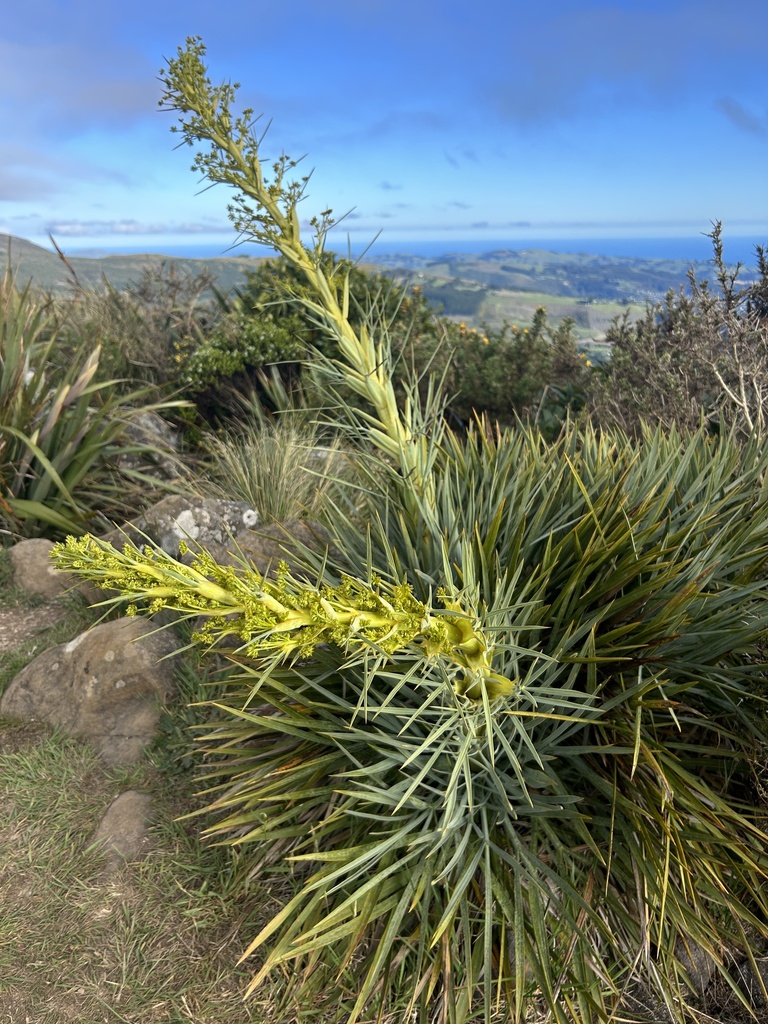Aciphylla scott-thomsonii from South Island/Te Waipounamu, Waitati ...