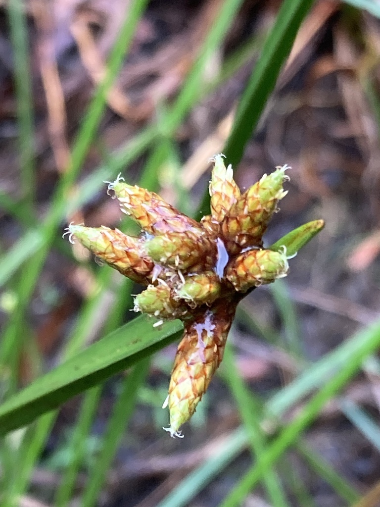 Bog Bulrush from Coomba Park, NSW, AU on December 2, 2023 at 07:52 AM ...