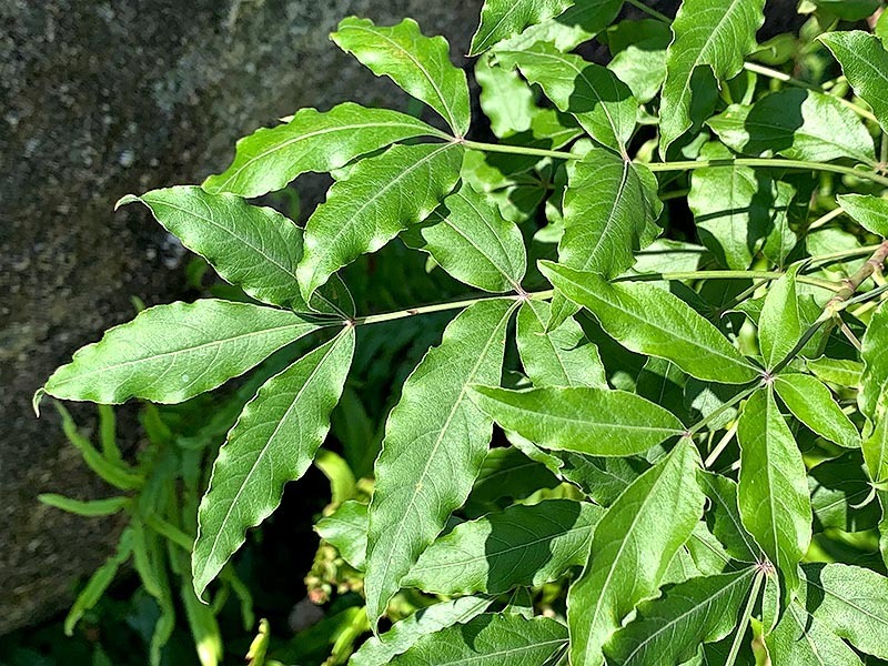 parsleytree from Makhelwane on November 27, 2023 by Kate Braun. Small ...