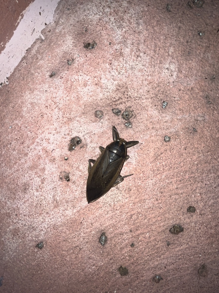 Eastern Toe-biter from University of Central Florida, Orlando, FL, US ...