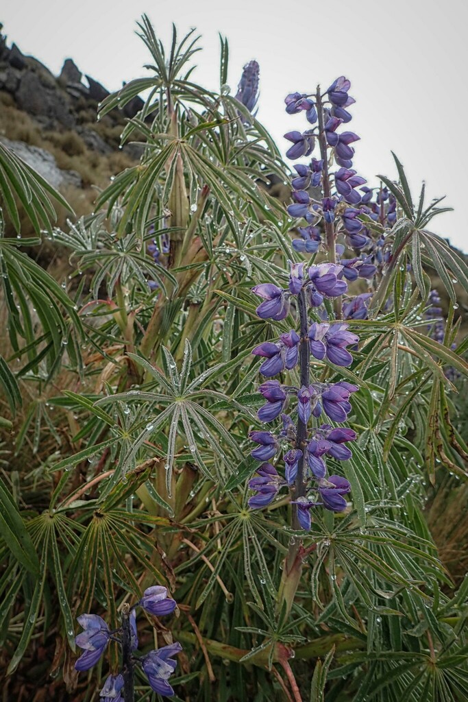 Garbancillo (Guía de la Flora del Parque Nacional Cofre de Perote ...