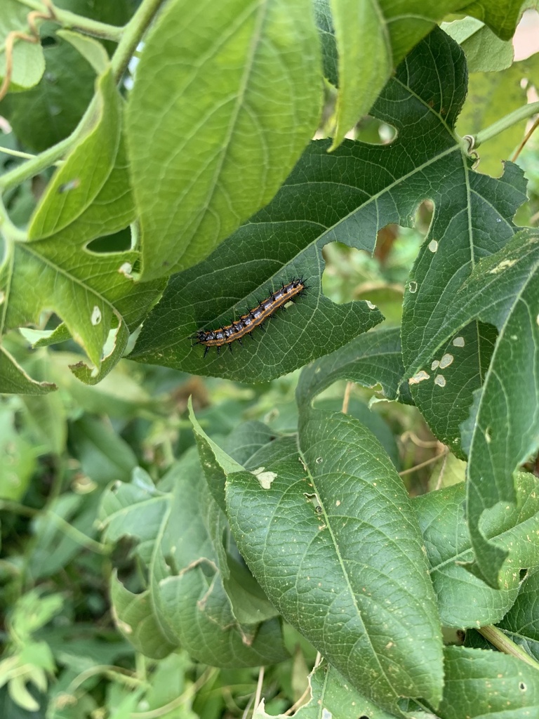 Gulf Fritillary from Seabourne Creek Nature Park, Rosenberg, TX, US on ...