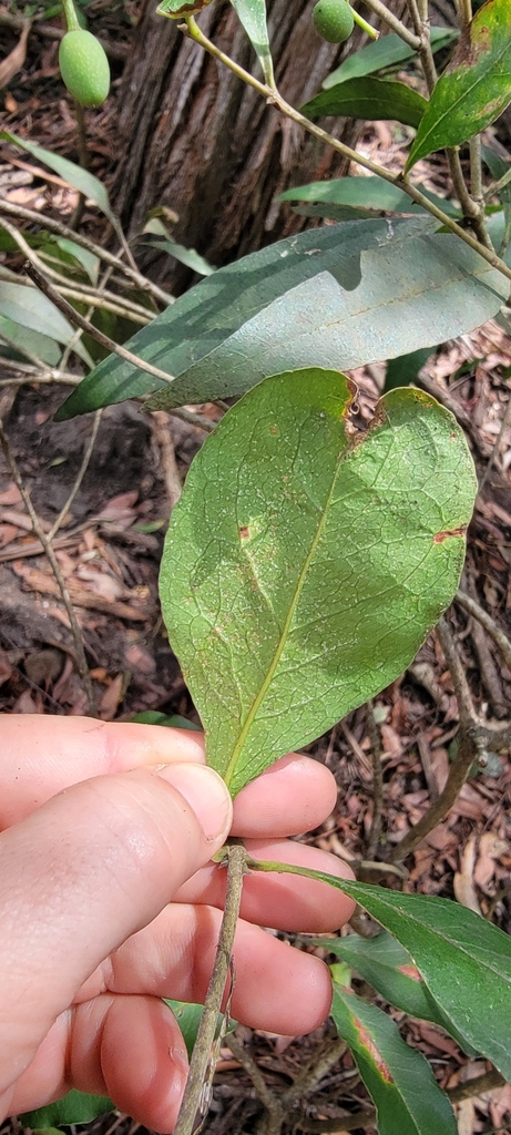 Notelaea longifolia from Hornsby - South, AU-NS, AU on December 1, 2023 ...