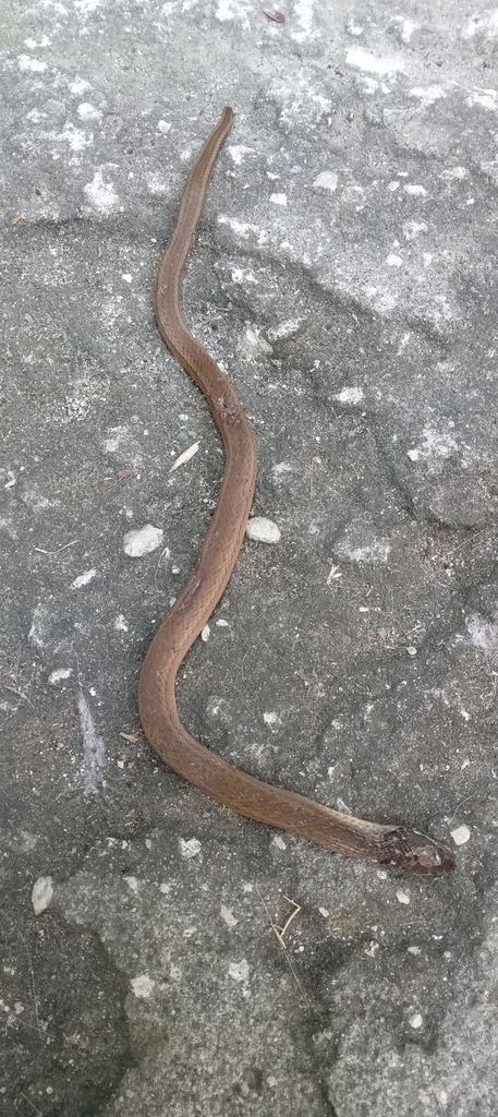 Colubrid Snakes in December 2023 by tger25 · iNaturalist