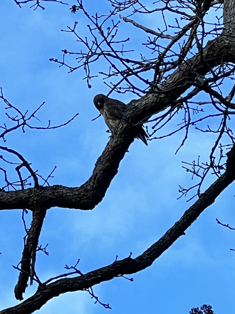 Red-tailed Hawk from Lotbiniere Ave, Victoria, BC, CA on December 1 ...