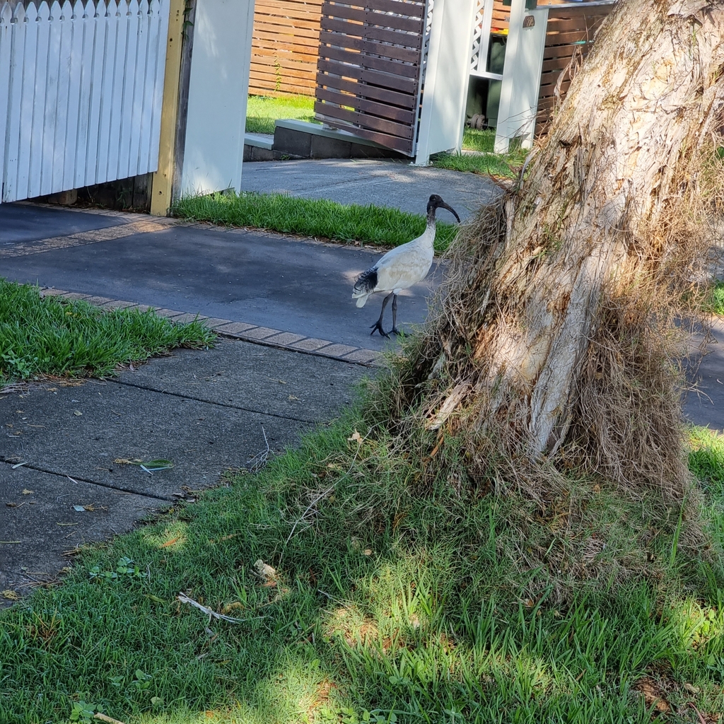 Australian Ibis from Lota QLD 4179, Australia on December 2, 2023 at 07 ...