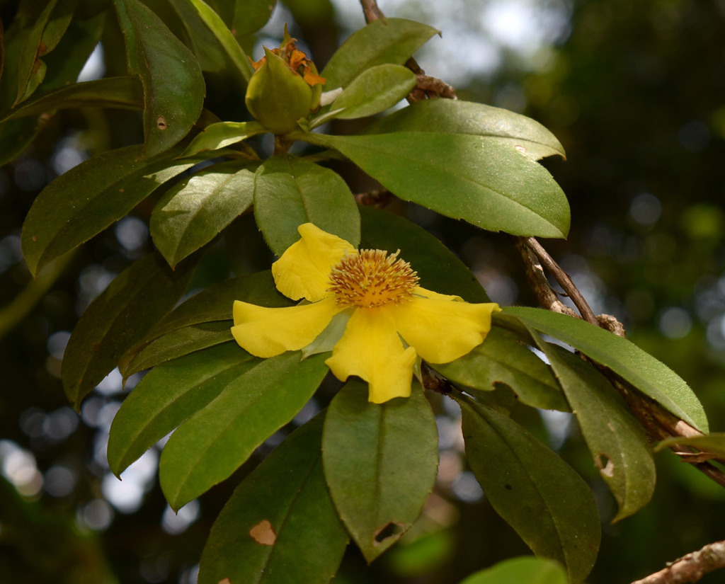 Climbing Guinea flower from Lamb Range QLD 4870, Australia on November 3, 2023 at 02:05 PM by ...