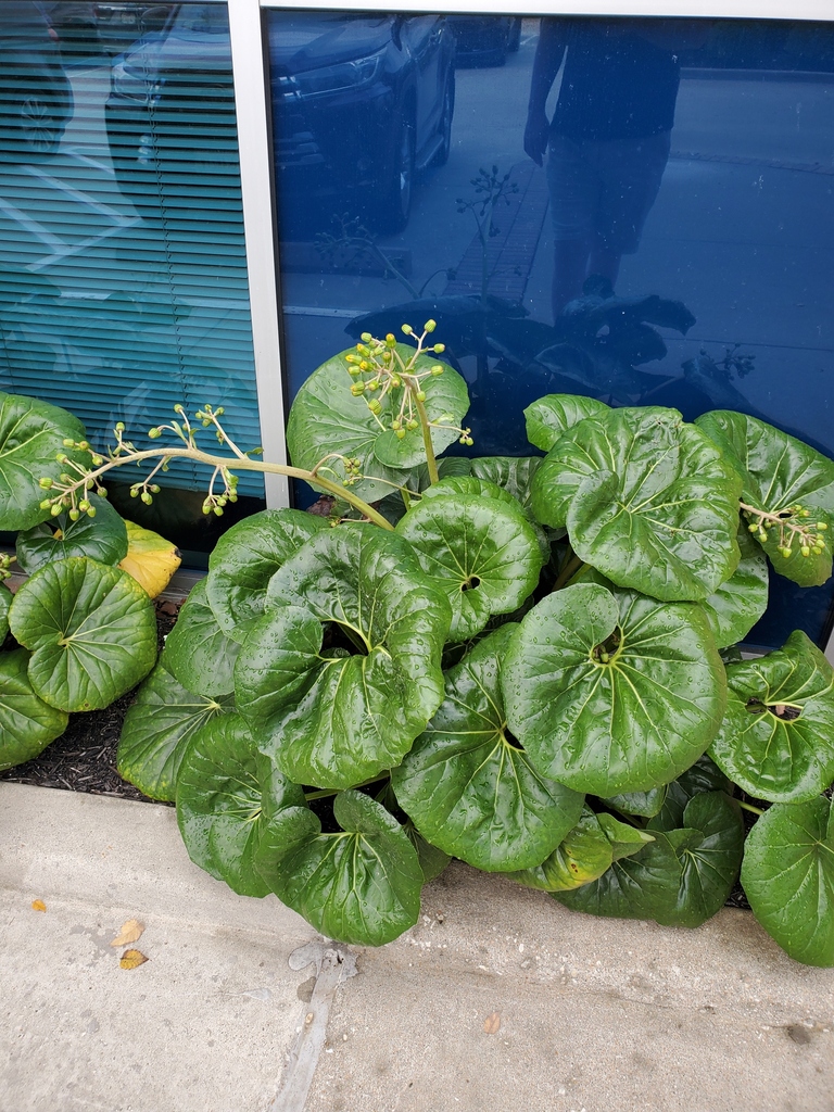 leopard-plant from Conroe, TX, USA on December 1, 2023 at 10:22 AM by ...