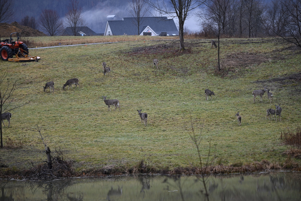 White-tailed Deer from Randolph County, WV, USA on December 1, 2023 at ...