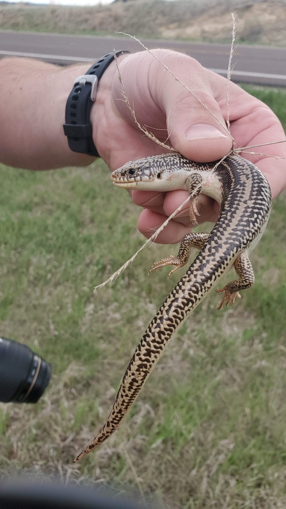 Great Plains Skink from K-18, Sylvan Grove, KS, US on May 1, 2020 at 11 ...