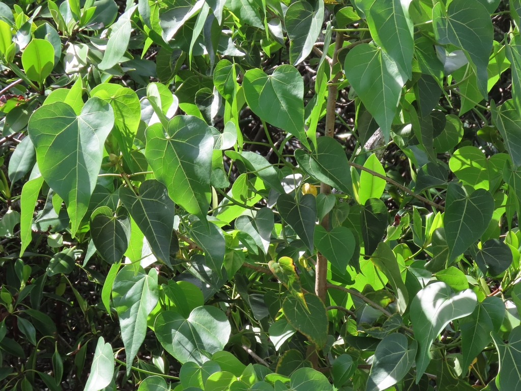 Portia tree from Lapaha, Tonga on December 2, 2023 at 09:42 AM by ...