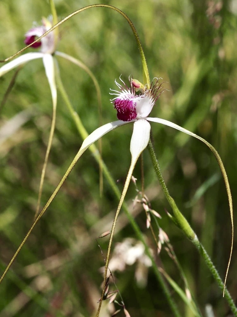 Caladenia in September 2023 by sarraj. Hybrid Caladenia speciosa x ...
